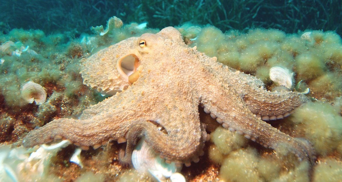 Professor Says Octopuses Could Dominate Earth After Humans