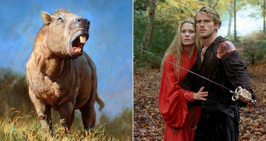 Rodents Of Unusual Size: Do ROUS Really Exist?