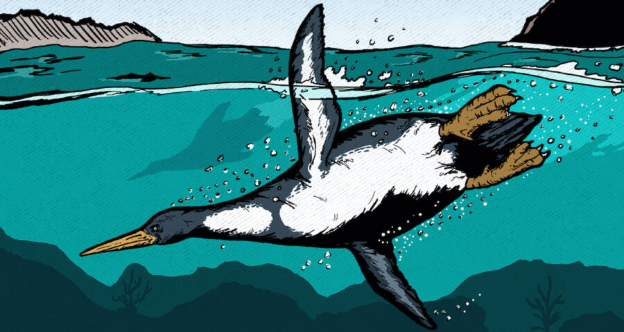 Mega Penguins, The Giant Extinct Birds Of Prehistoric Times