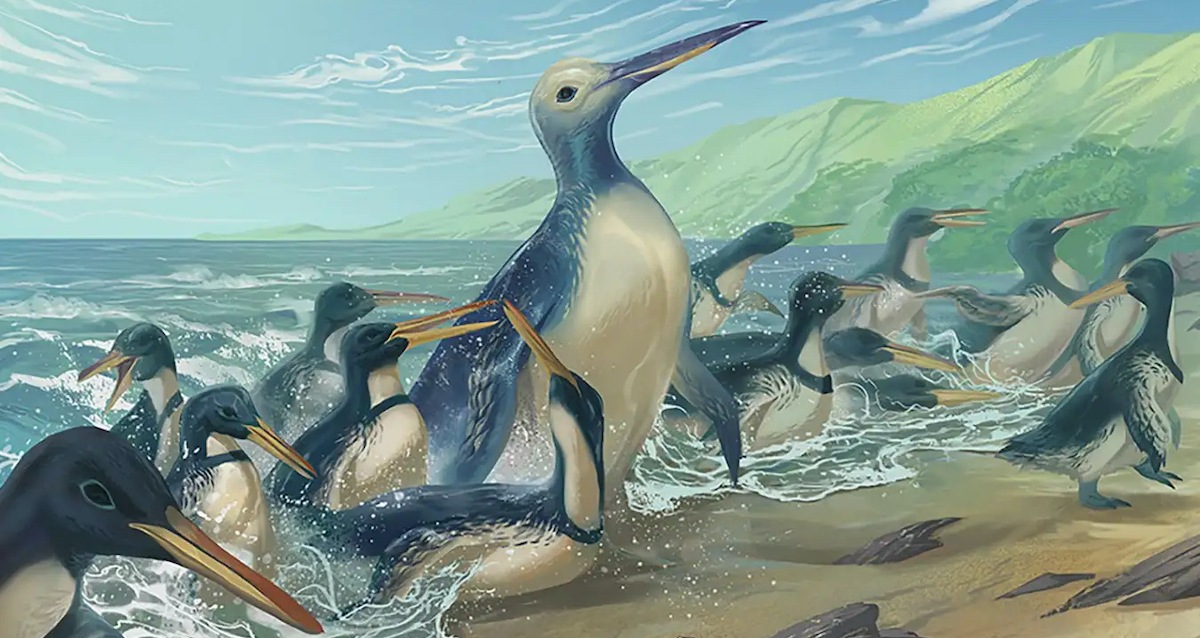 Mega Penguins, The Giant Extinct Birds Of Prehistoric Times