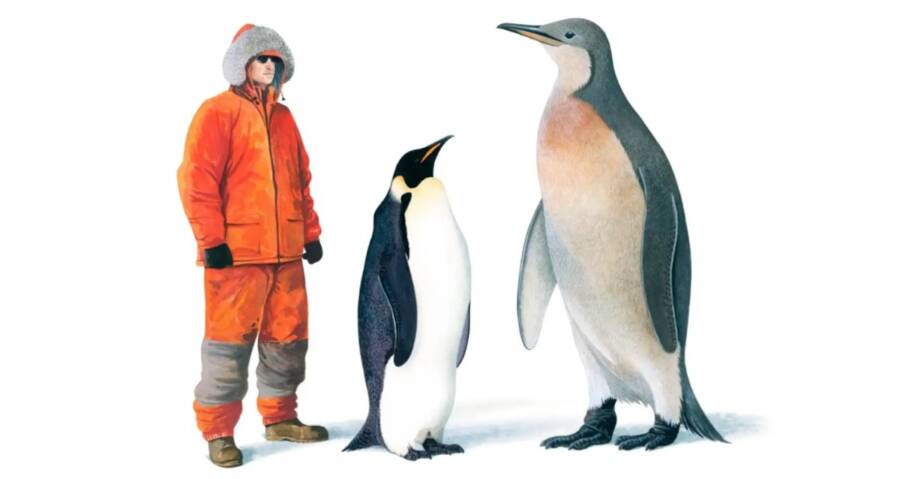 Mega Penguins, The Giant Extinct Birds Of Prehistoric Times