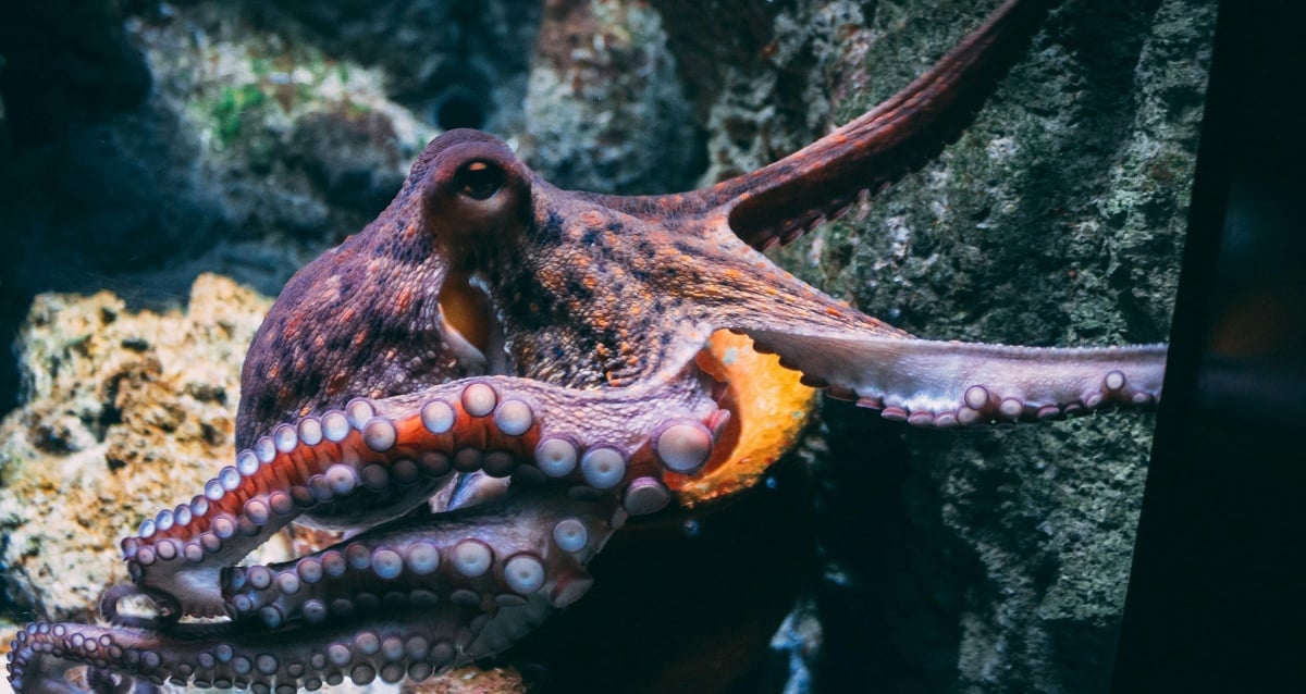Professor Says Octopuses Could Dominate Earth After Humans