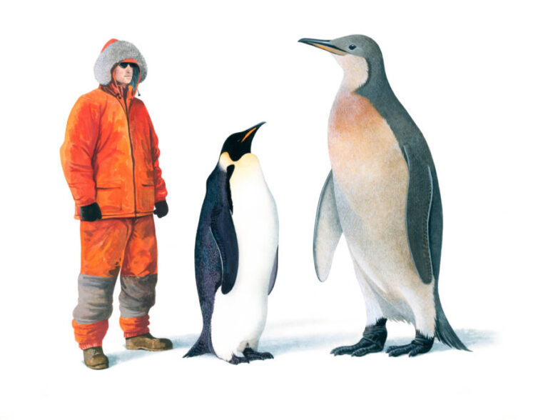 Mega Penguins, The Giant Extinct Birds Of Prehistoric Times