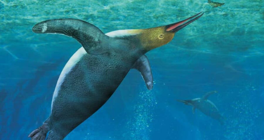 Mega Penguins, The Giant Extinct Birds Of Prehistoric Times
