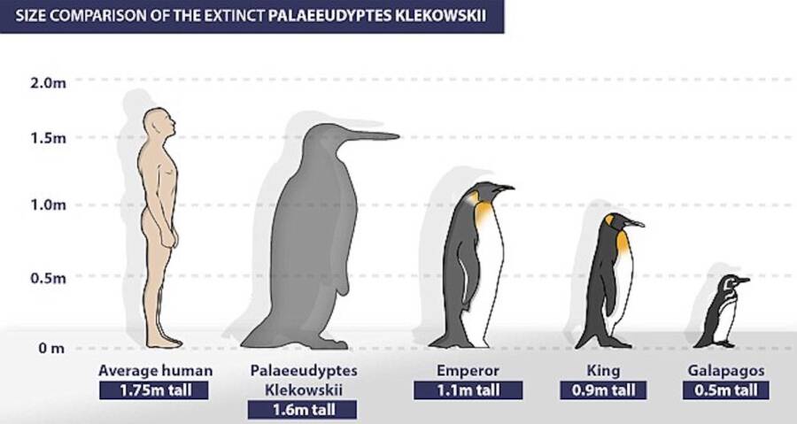 Mega Penguins, The Giant Extinct Birds Of Prehistoric Times