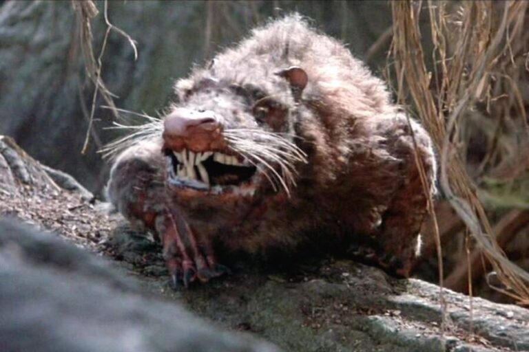 Rodents Of Unusual Size: Do ROUS Really Exist?