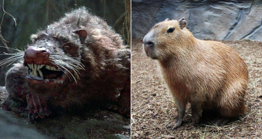 Rodents Of Unusual Size: Do ROUS Really Exist?