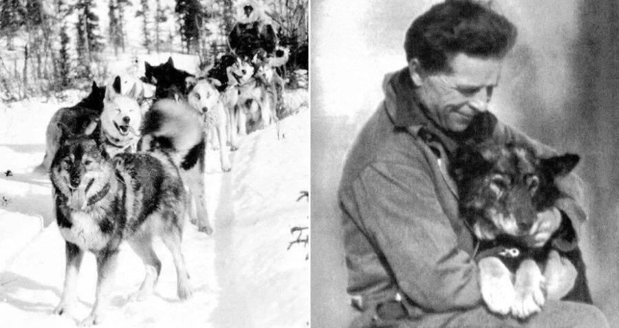 Togo The Dog, The Real Hero Of The 1925 Nome Serum Run