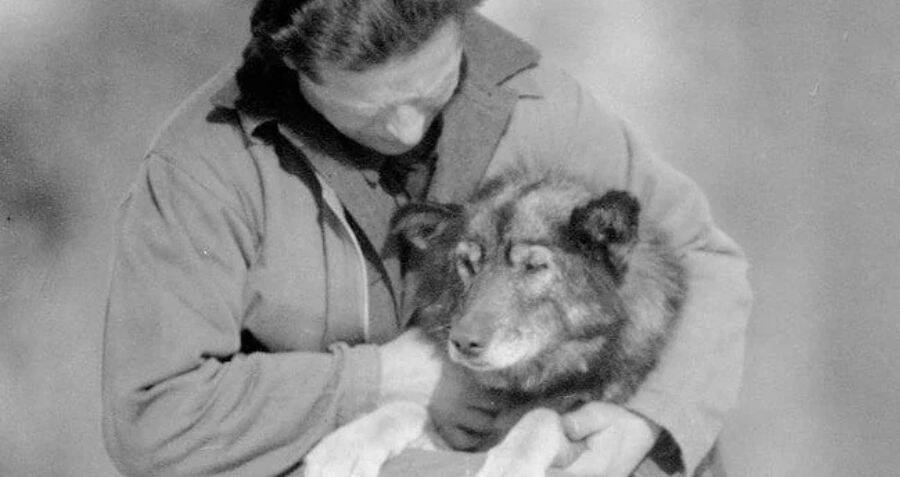 Togo The Dog, The Real Hero Of The 1925 Nome Serum Run