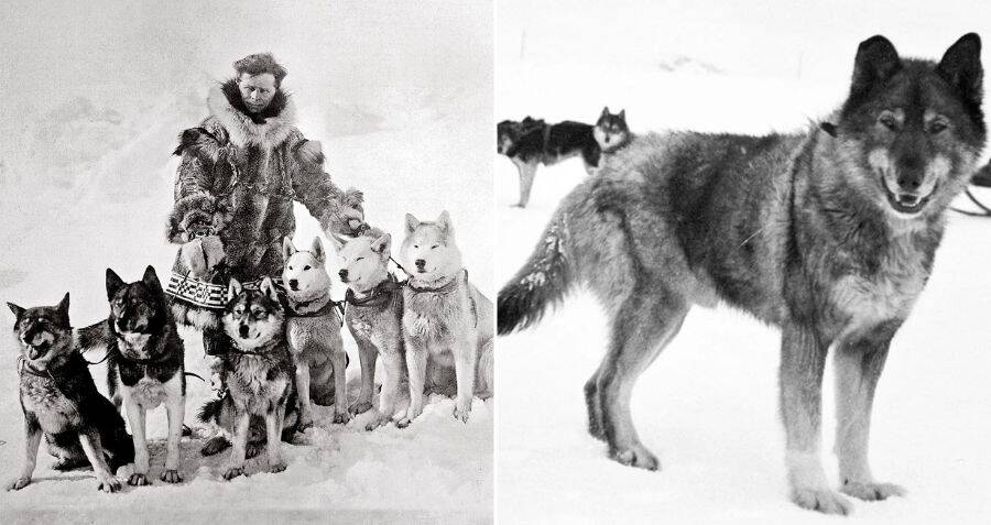 Togo The Dog, The Real Hero Of The 1925 Nome Serum Run