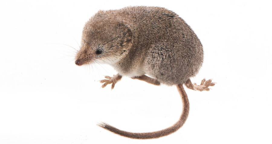 The Mount Lyell Shrew Is Captured On Camera For The First Time