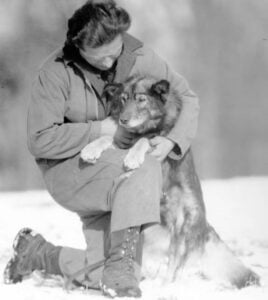 Togo The Dog, The Real Hero Of The 1925 Nome Serum Run