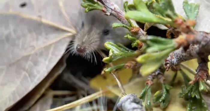 The Mount Lyell Shrew Is Captured On Camera For The First Time
