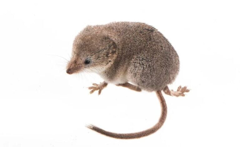 The Mount Lyell Shrew Is Captured On Camera For The First Time