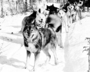 Togo The Dog, The Real Hero Of The 1925 Nome Serum Run