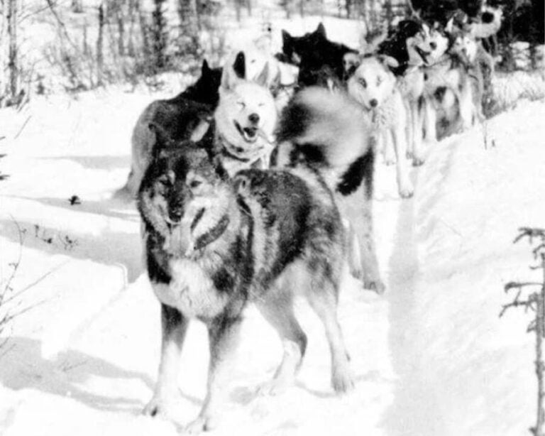 Togo The Dog, The Real Hero Of The 1925 Nome Serum Run