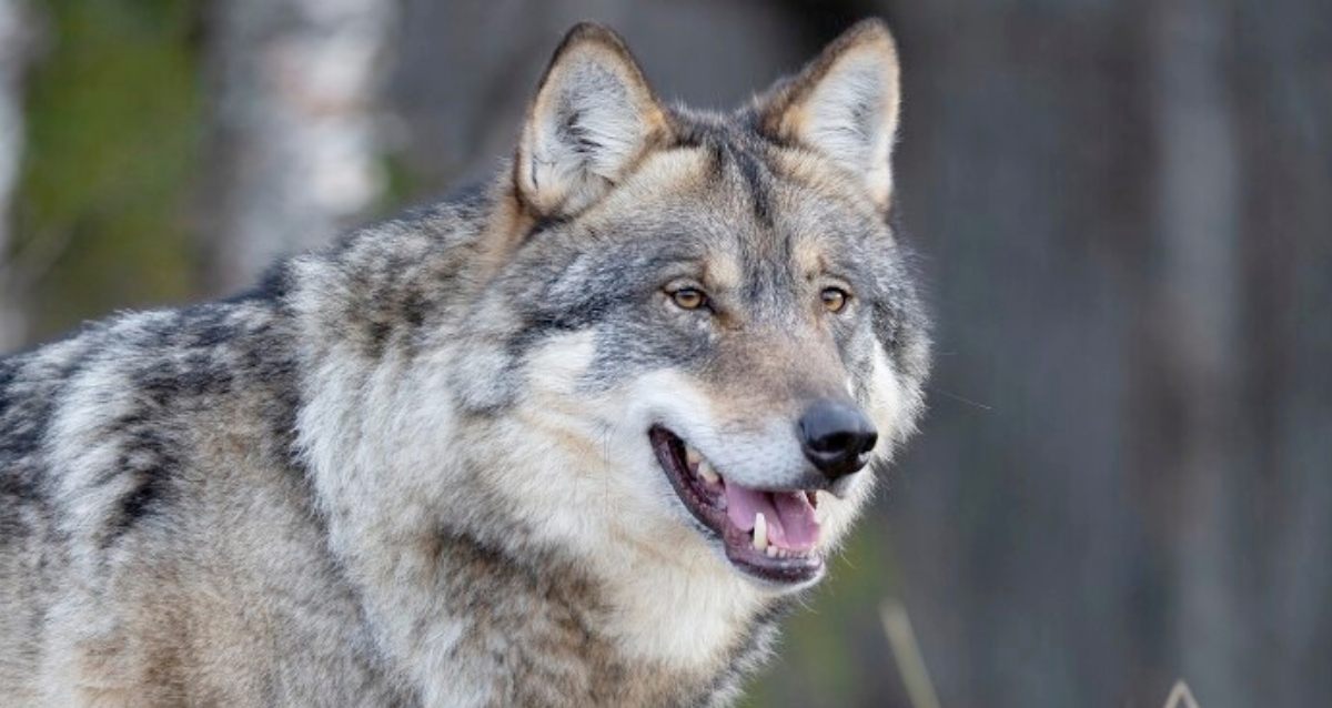 How Were Dogs Domesticated? New Study Offers Answers