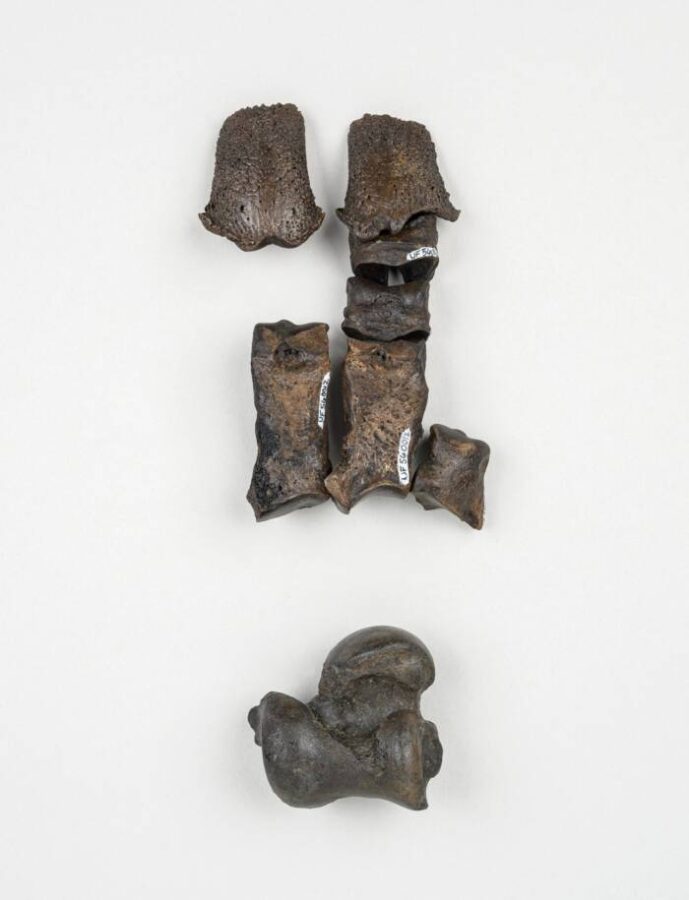 Divers Discover Prehistoric Fossils In Florida Sinkhole