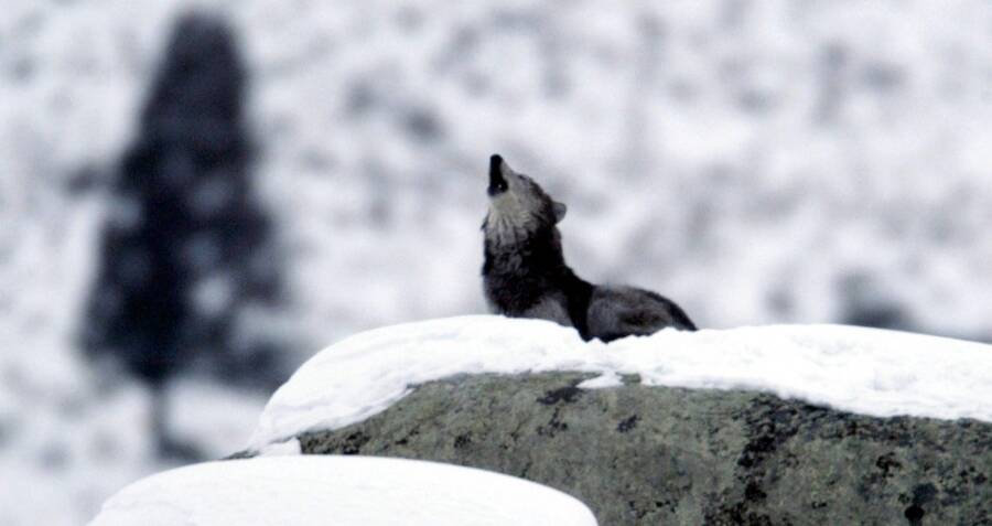 How Were Dogs Domesticated? New Study Offers Answers