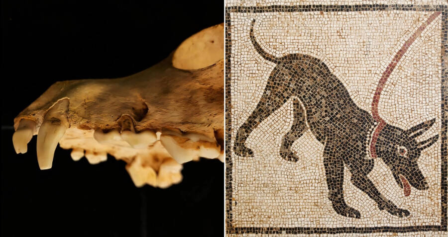 Experts Study Bones Of Roman-Era Dogs Sacrificed In England