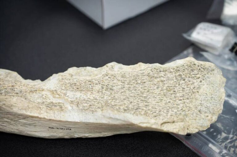 Archaeologists Discover 1.5-Million-Year-Old Bone Tools In Africa