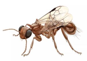 Prehistoric 'Venus Flytrap' Wasp Found Preserved In Amber