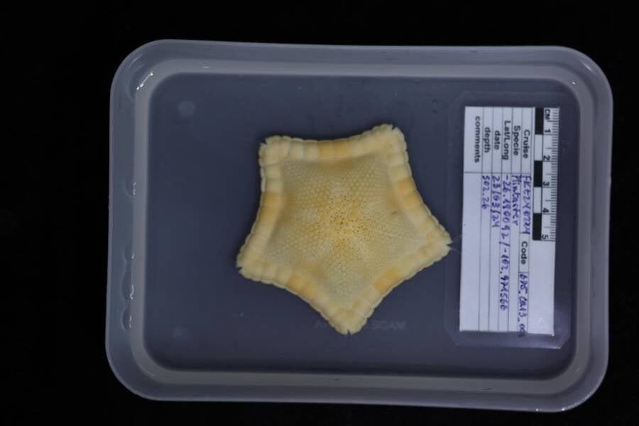 'Ocean Census' Project Discovers 866 New Marine Species