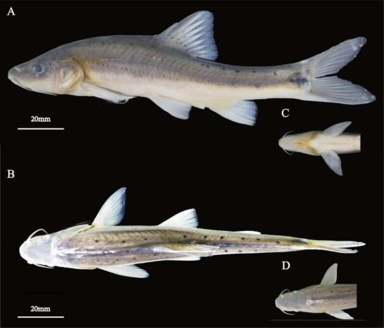 New Species Of Golden Scaleless Fish Discovered In China