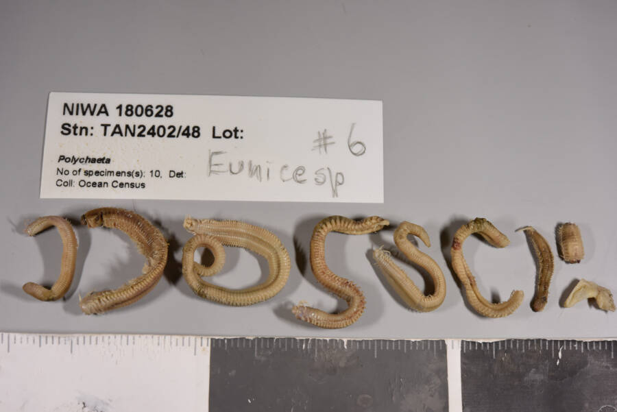 'Ocean Census' Project Discovers 866 New Marine Species