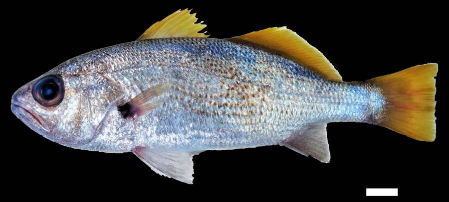 'Ocean Census' Project Discovers 866 New Marine Species