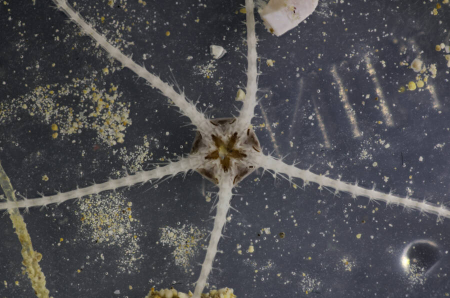 'Ocean Census' Project Discovers 866 New Marine Species