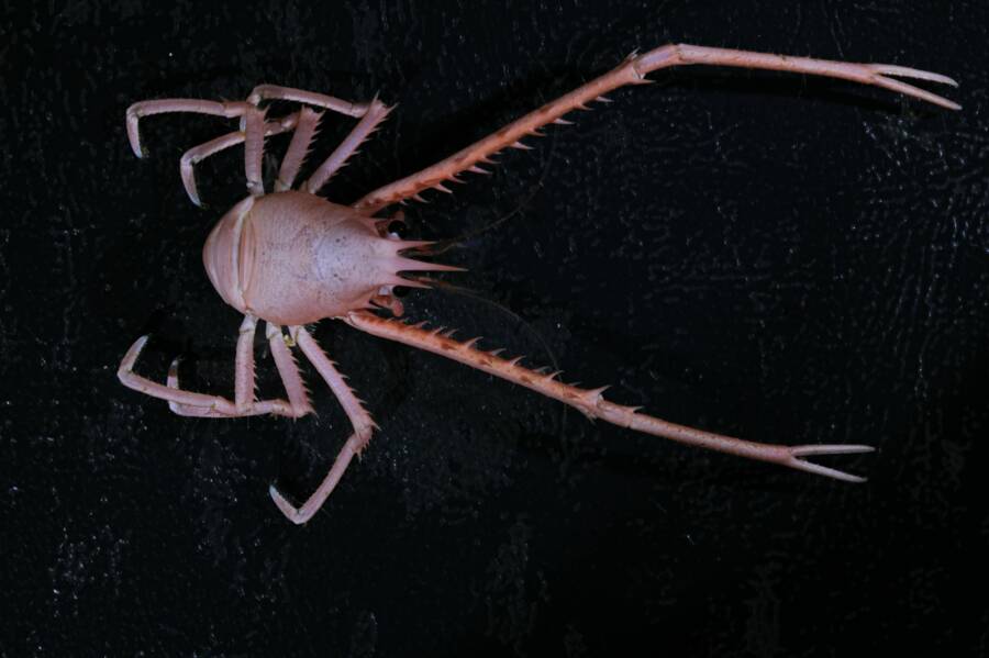 'Ocean Census' Project Discovers 866 New Marine Species