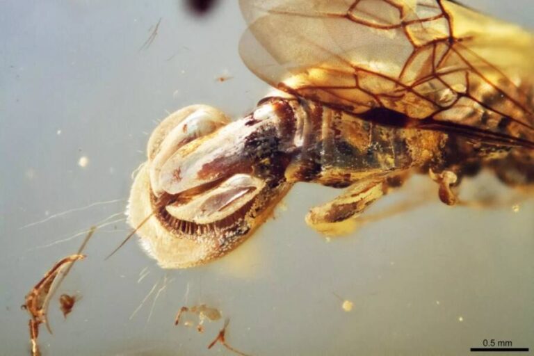 Prehistoric 'Venus Flytrap' Wasp Found Preserved In Amber