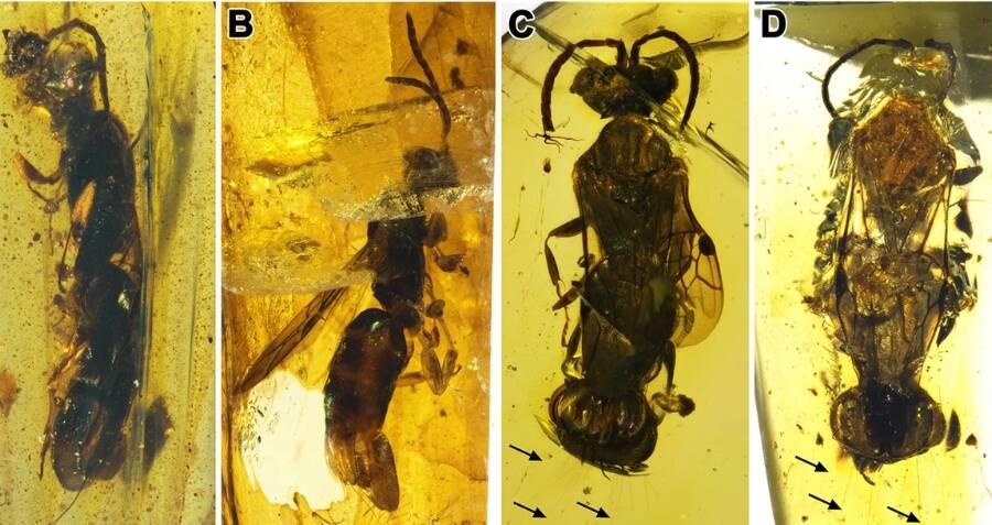 Prehistoric 'Venus Flytrap' Wasp Found Preserved In Amber