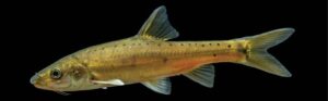 New Species Of Golden Scaleless Fish Discovered In China