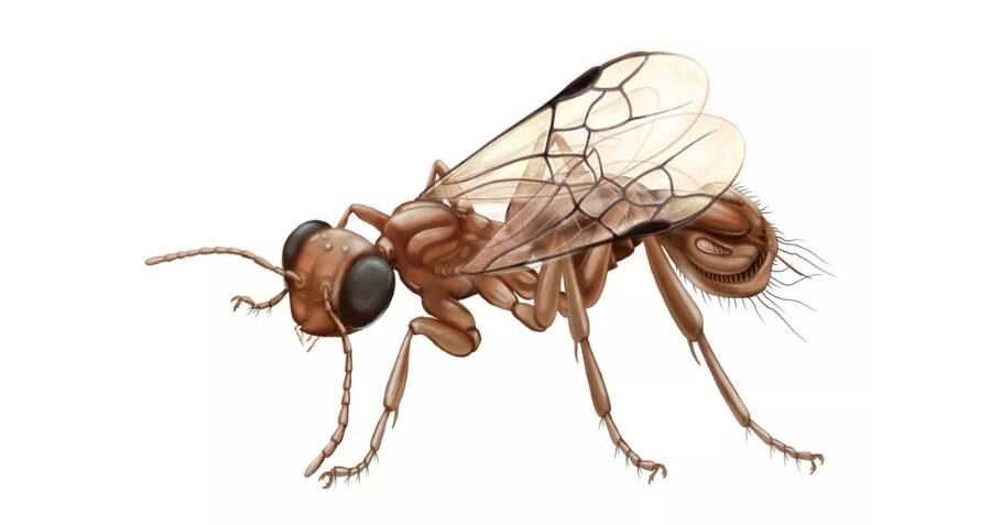 Prehistoric 'Venus Flytrap' Wasp Found Preserved In Amber