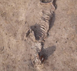 Ancient Roman Dog Unearthed Shockingly Intact In Belgium