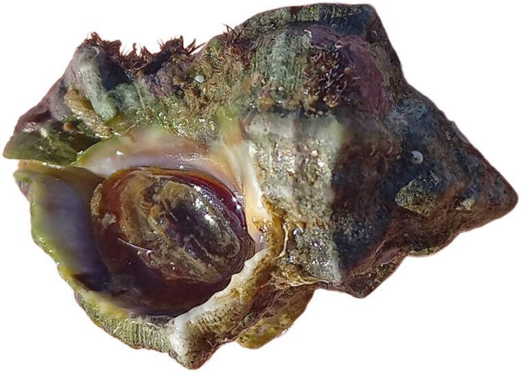 Ancient Tyrian Purple Dye Factory Found In Northern Israel