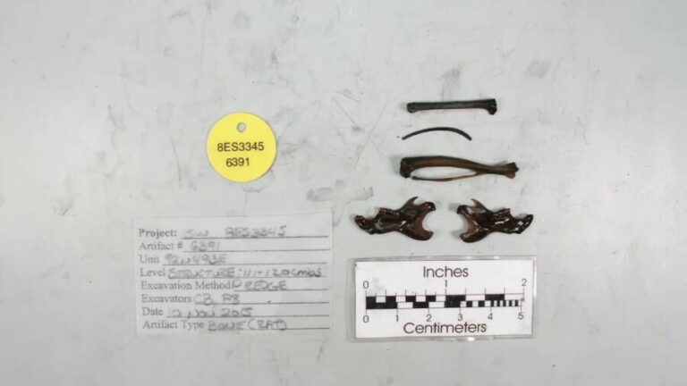 The First Domestic Cats In North America Came On Spanish Ships