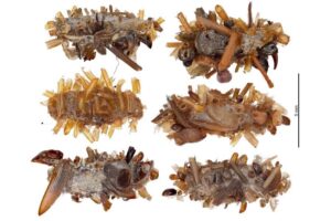 'Bone Collector' Caterpillar Uses Dead Bugs As Camouflage
