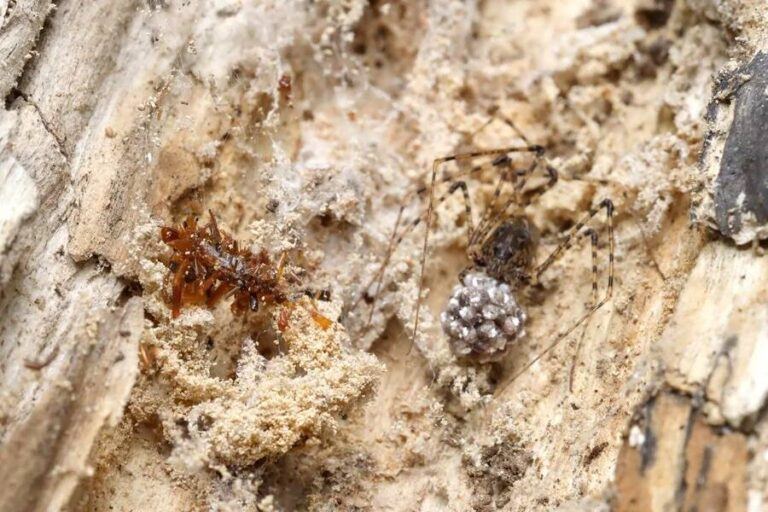 'Bone Collector' Caterpillar Uses Dead Bugs As Camouflage