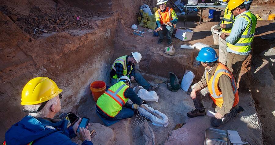 Prehistoric Giant Ground Sloth Found In Texas During Road Work