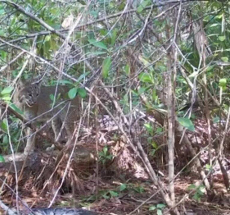 Bobcat In Florida Documented Killing Python For The First Time