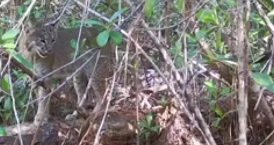 Bobcat In Florida Documented Killing Python For The First Time
