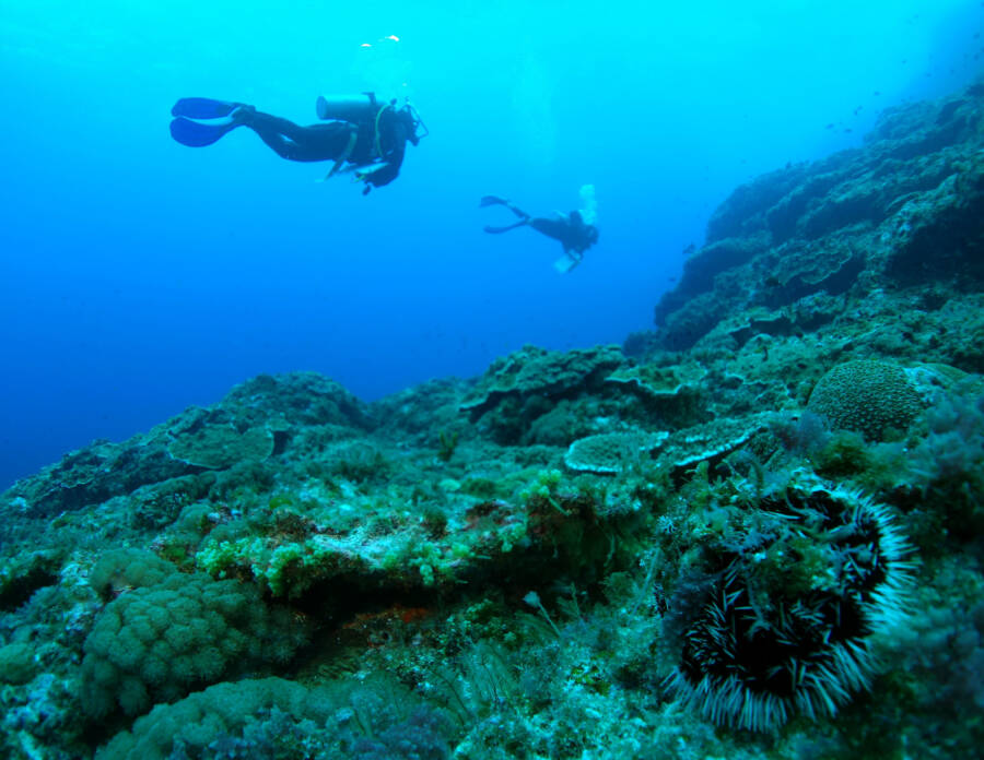 Ball's Pyramid, The Tallest Volcanic Sea Stack In The World
