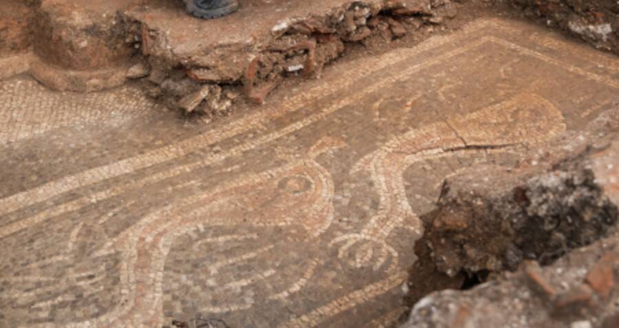 Stunning Roman Dolphin Mosaic Unearthed In Upper Austria