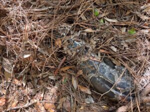 Bobcat In Florida Documented Killing Python For The First Time