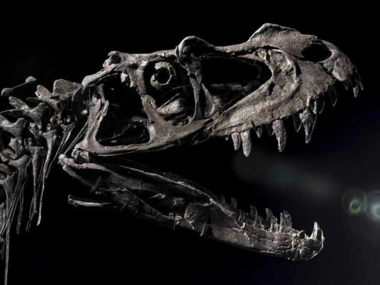 Rare Skeleton Of A Ceratosaurus Sells For $30.5 Million At Auction