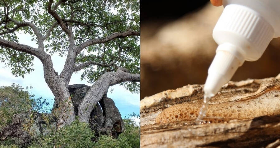 'Rocks' Made By Fig Trees Could Slow Climate Change