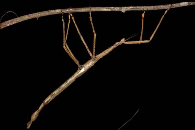 A Massive New Stick Insect Species Was Just Identified In Australia